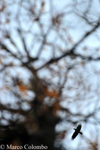 Ali Archives - Marco Colombo